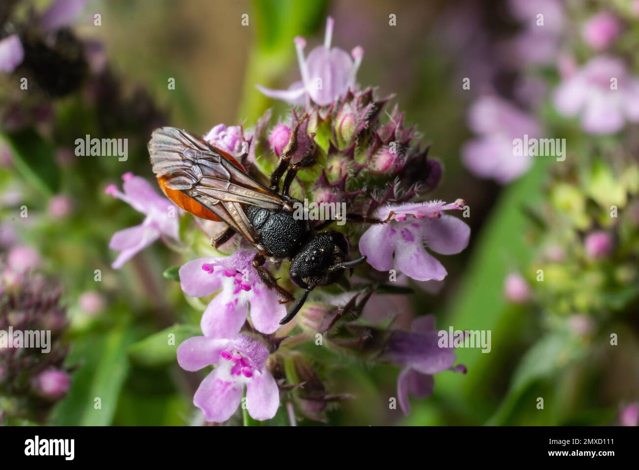 Closeup of nice red colored cleptoparasite bloodbee , Sphecodes ...