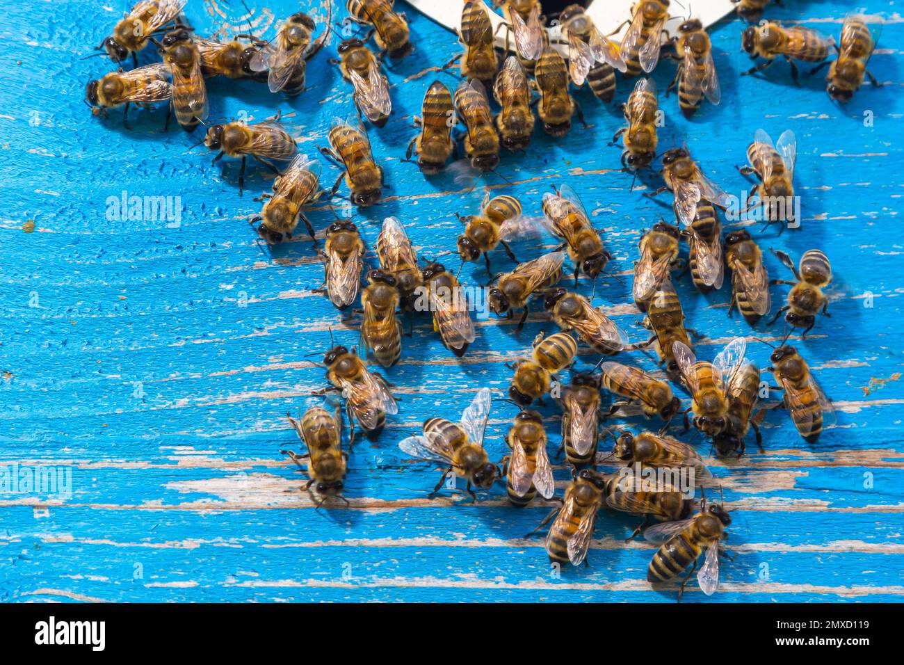 A lot of bees returning to bee hive and entering beehive with collected ...