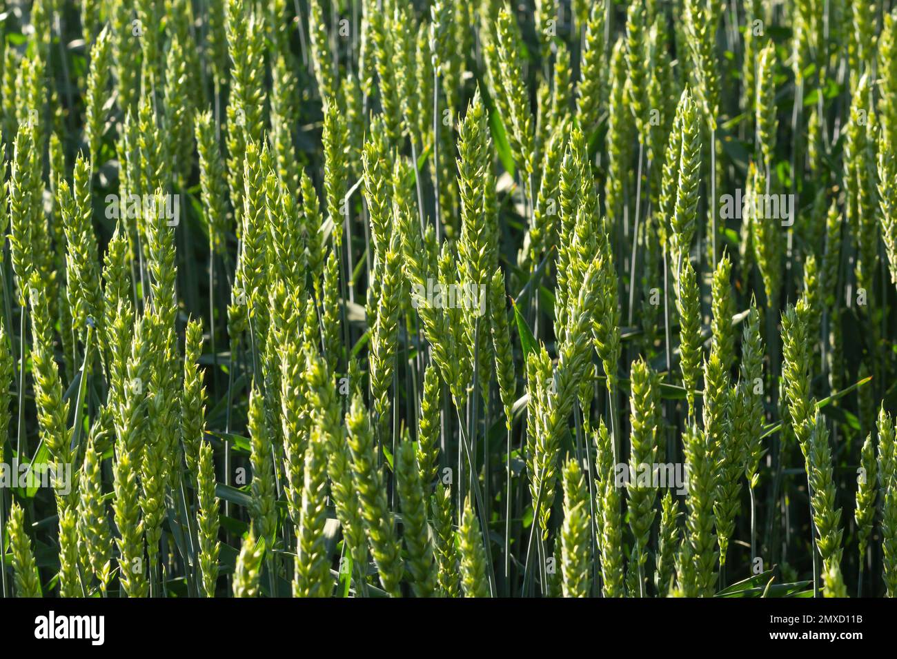 agricultural field where green rye grows, agriculture for obtaining ...
