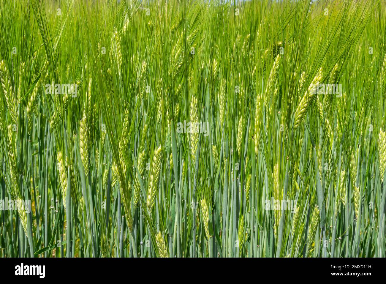 agricultural field where green rye grows, agriculture for obtaining ...