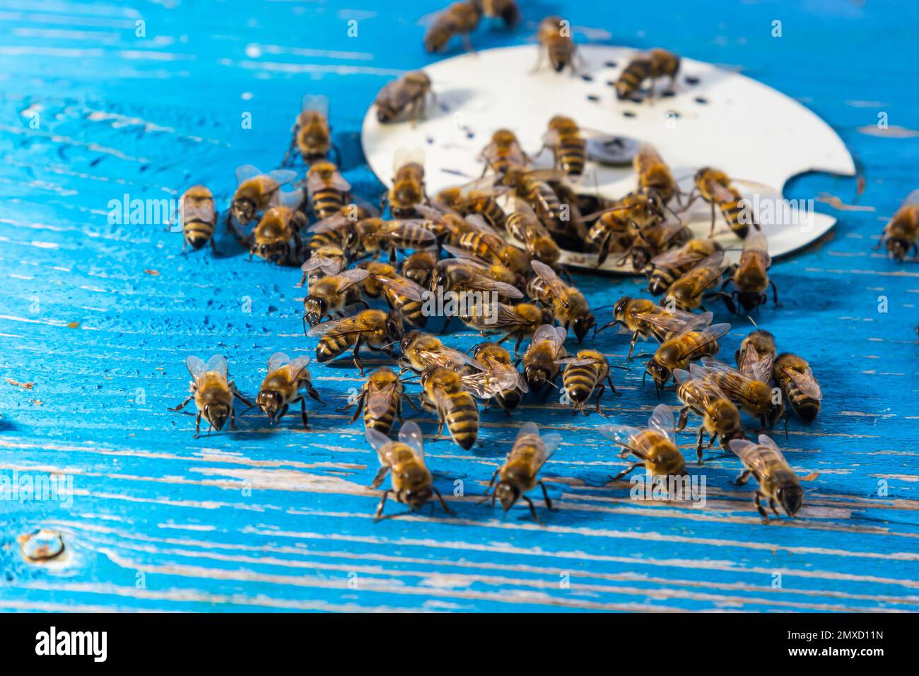A lot of bees returning to bee hive and entering beehive with collected ...