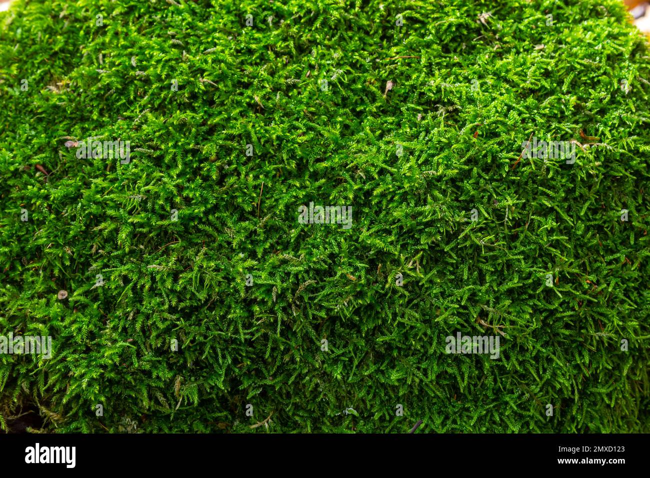 Beautiful green moss close up, Moss texture, Moss abstract background ...