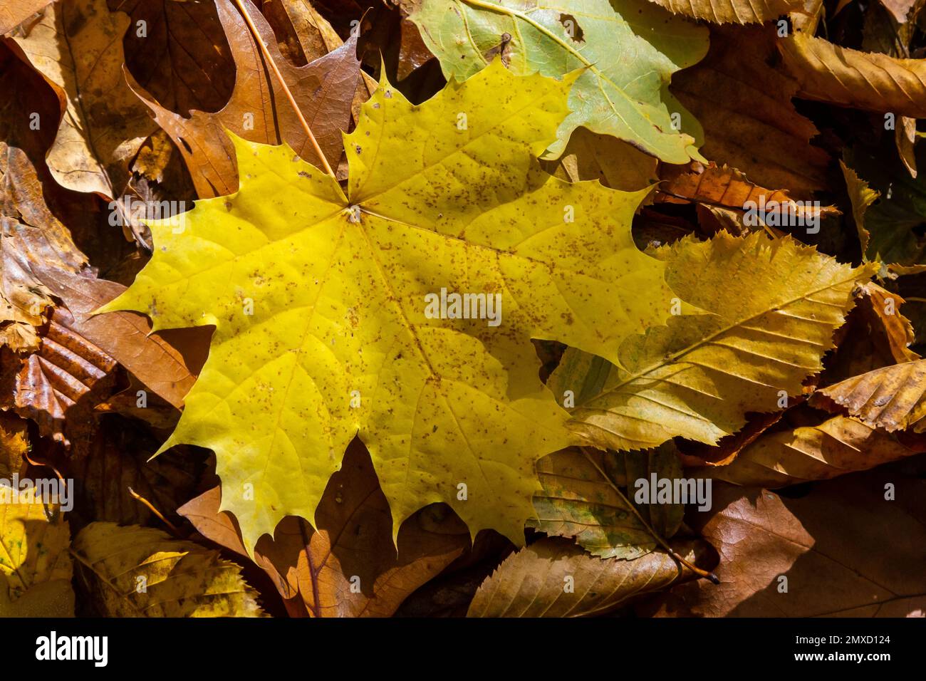 Macro photo of a yellow leaf, colorful autumn foliage. Golden yellow leaf texture close up ...