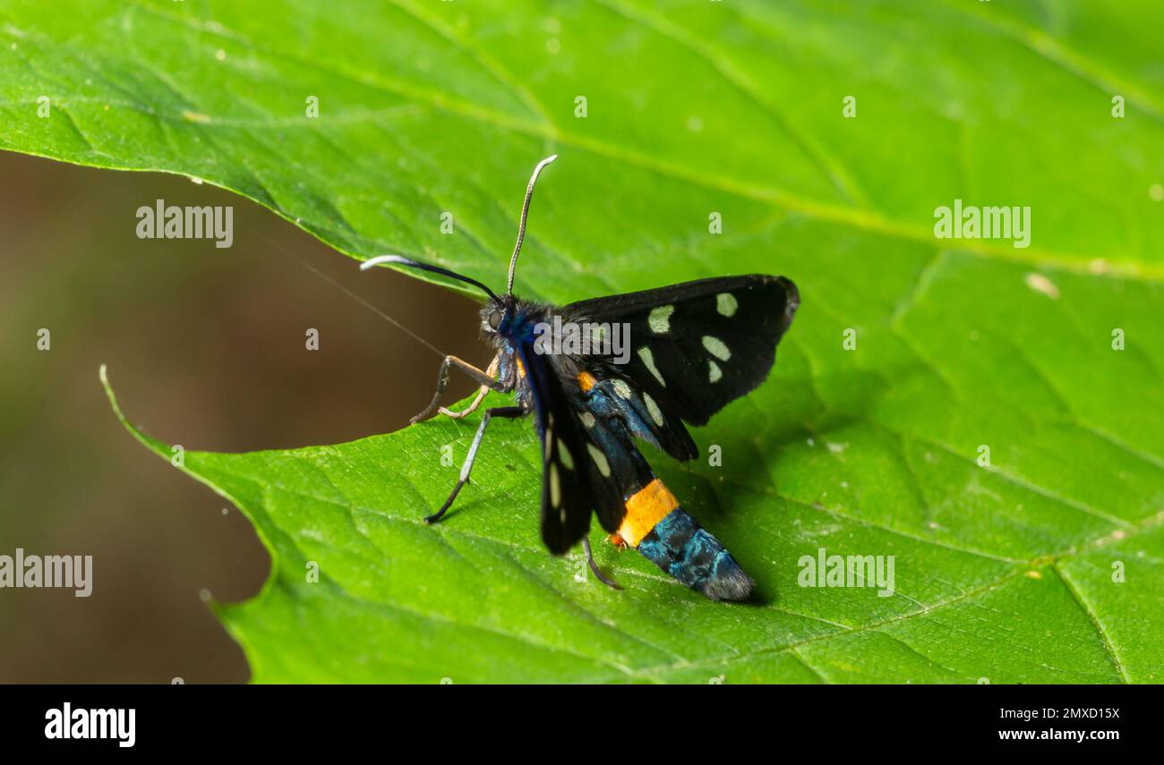 Nine-spotted moth or yellow belted burnet, Amata phegea, formerly ...