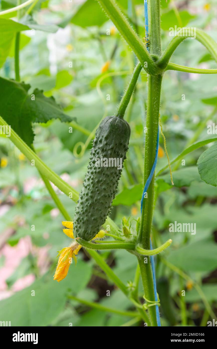 plant cucumber with yellow flowers. Juicy fresh cucumber close-up macro ...