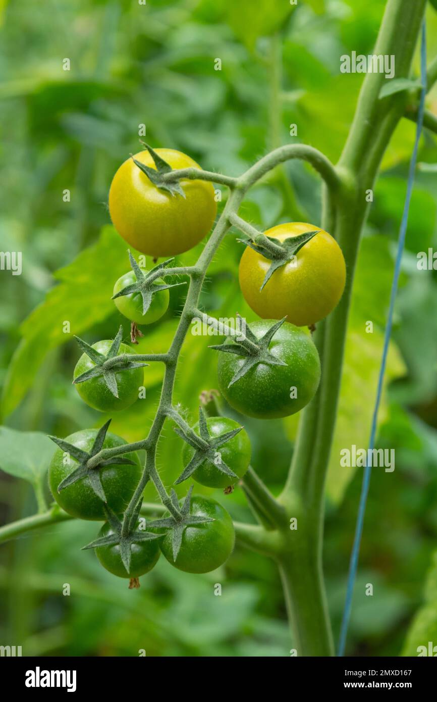 A bunch of green tomatoes on a bush. Tomatoes ripen in the garden. Bush ...
