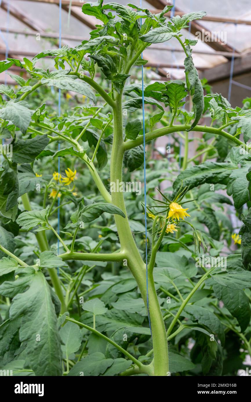 Close-up view of fully open bright yellow tomato flower among green ...