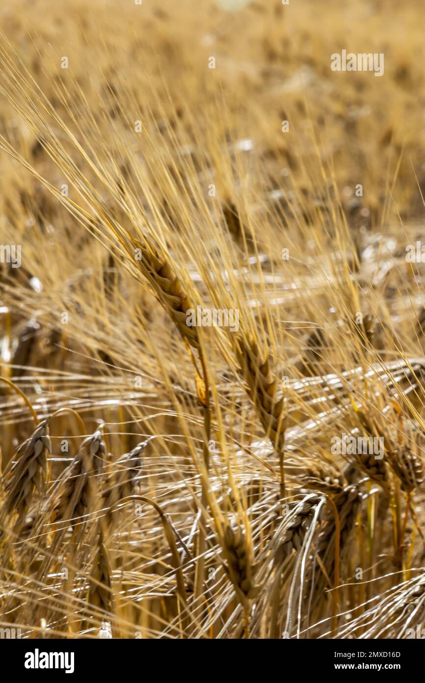 Grains on the field, redy for harvest, golden wheat in the sun. Fields ...
