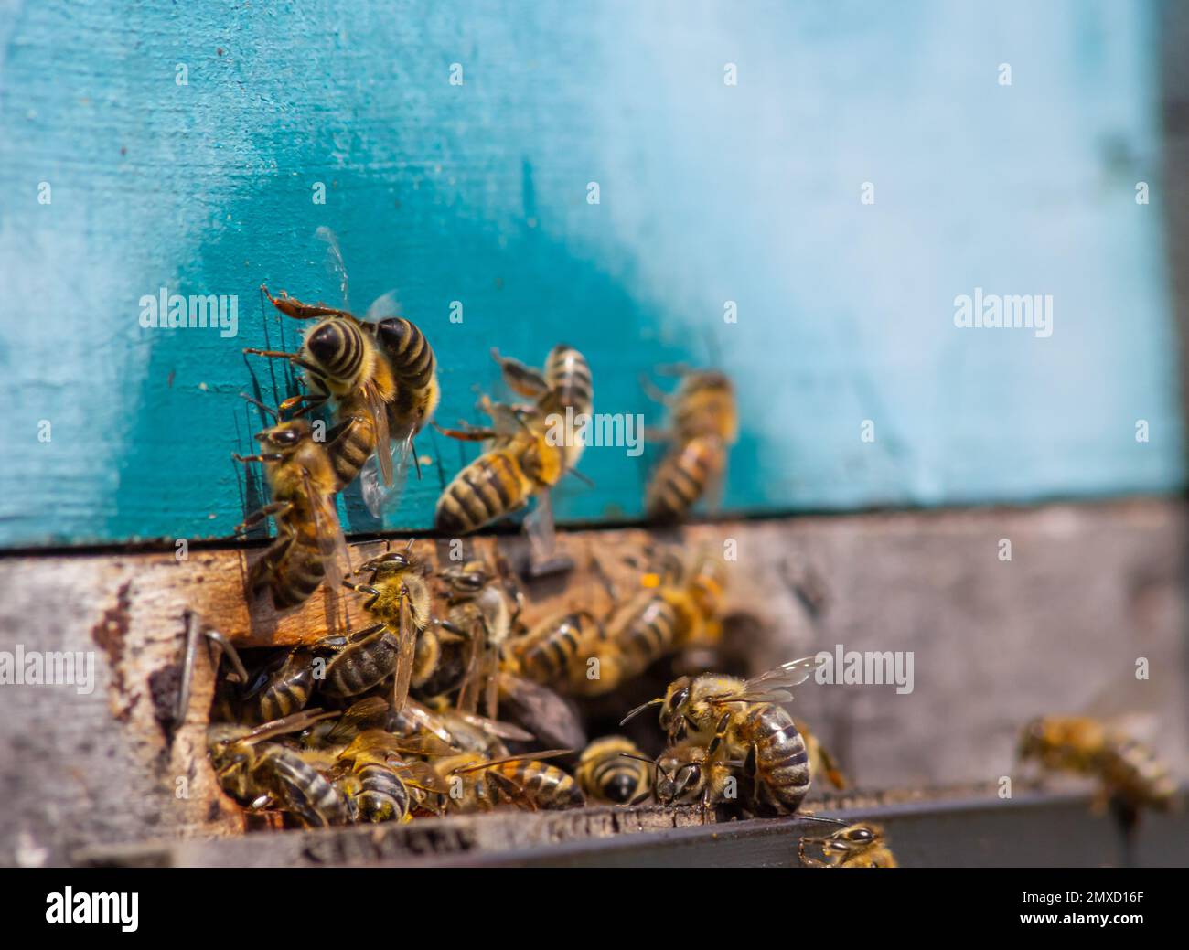 Close up of flying bees. Wooden beehive and bees. Plenty of bees at the ...