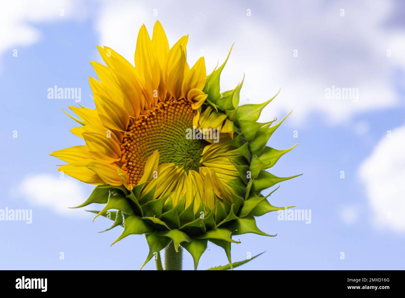 Close up young sunflower the flower is not fully grown in the field and ...