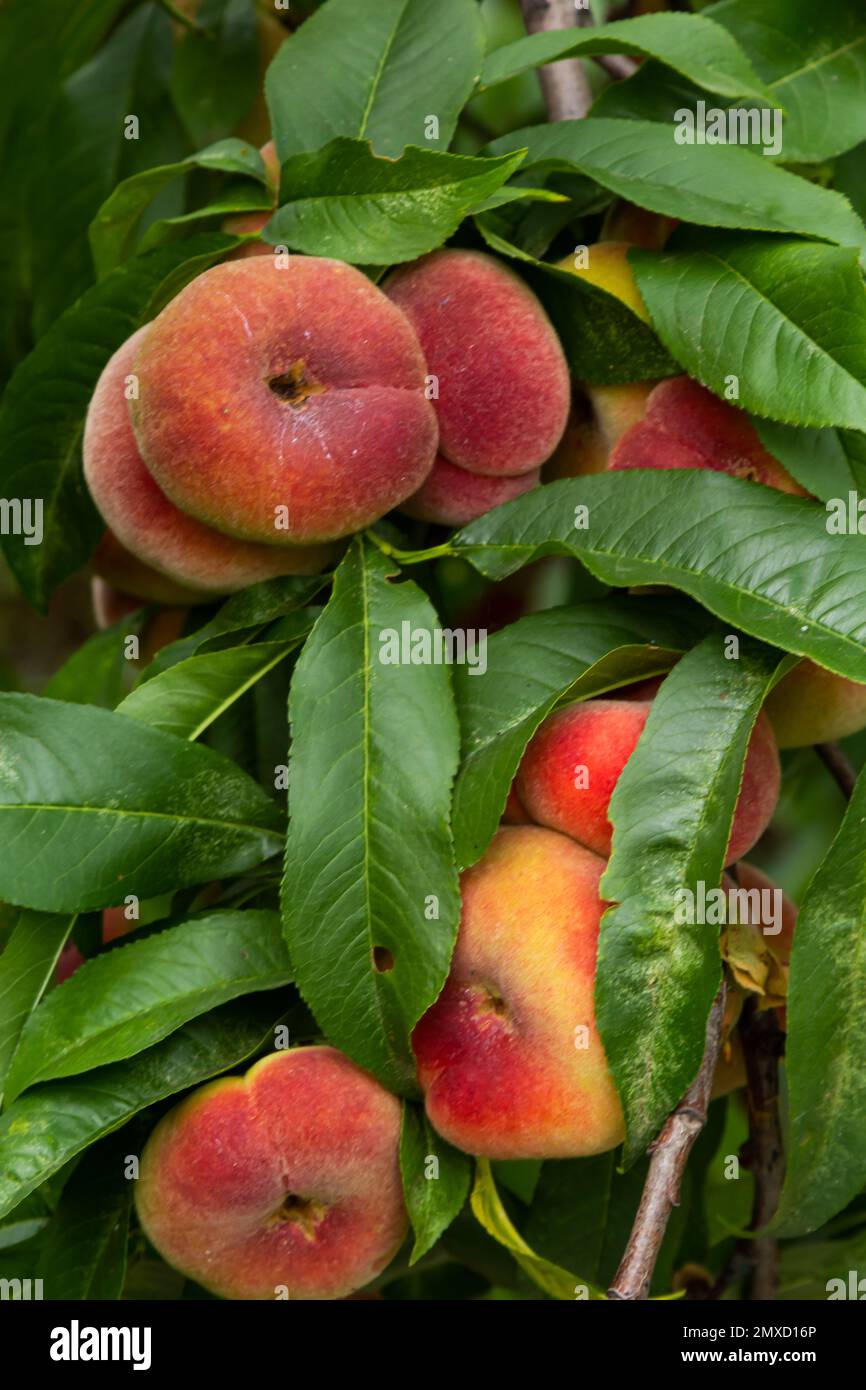 Branches with donut peaches and green leaves. Peach tree Stock Photo ...