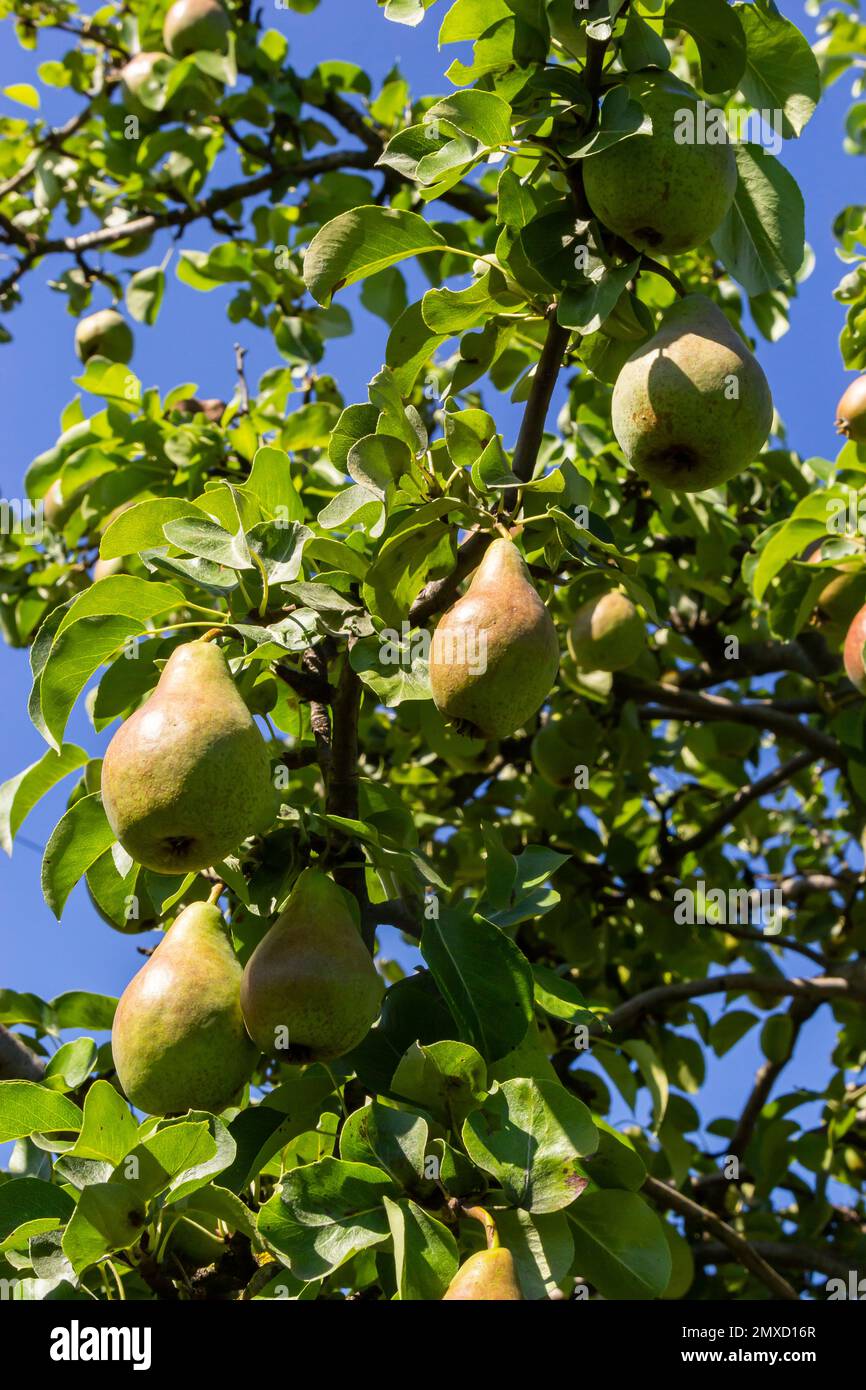 Pear tree. Pear green garden with fruit. Natural environment, outdoors ...