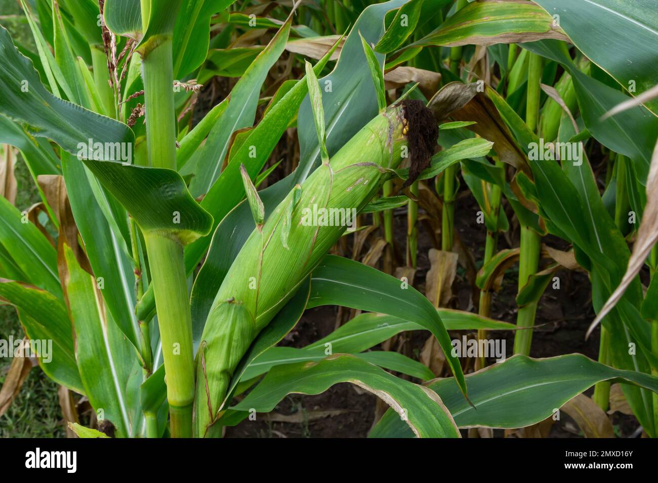 Sweetcorn plantation hi-res stock photography and images - Alamy