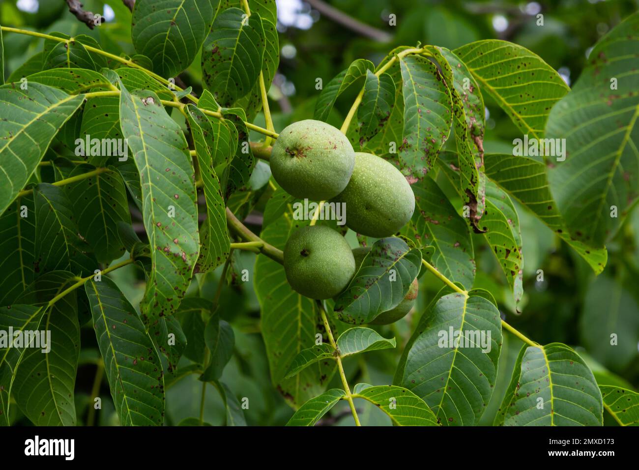 Green walnuts growing on a tree, close up Stock Photo - Alamy