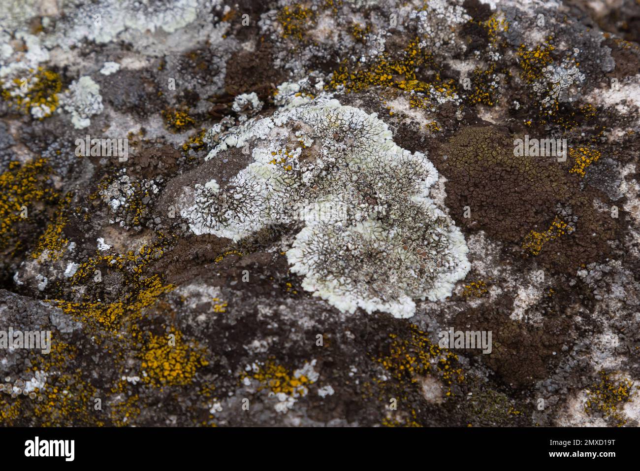 A stone background with textured surface and Lichen Moss. Pattern ...