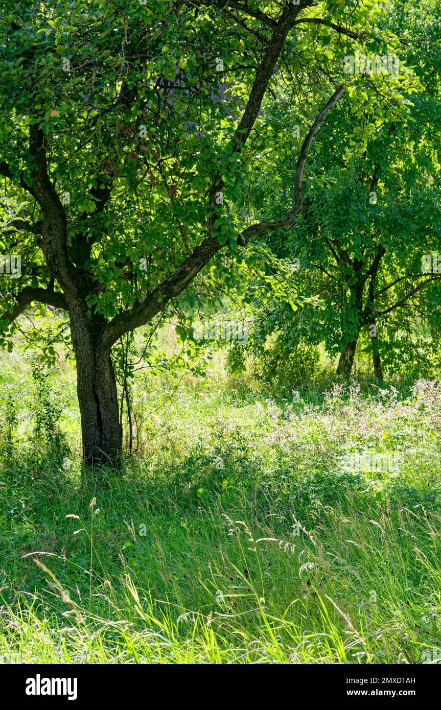 A beautiful sunny landscape in the countryside in the beginning of ...