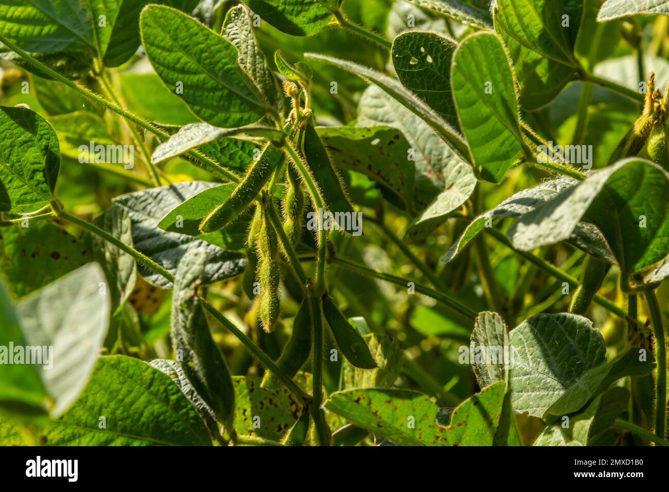 Soybean pods on soybean plantation, on blue sky background, close up ...