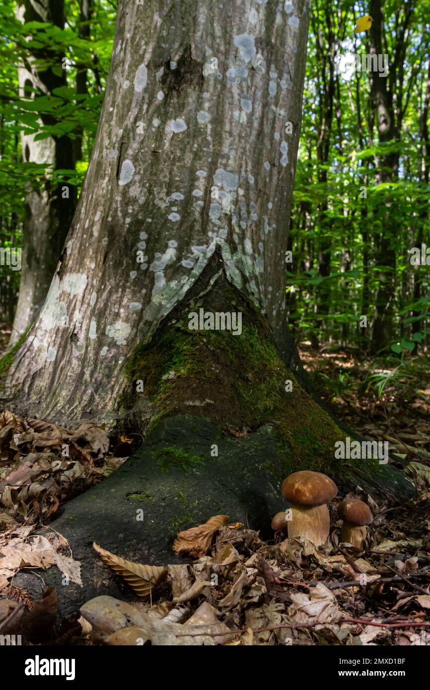 Penny bun fungus Boletus edulis growing in the forest Stock Photo - Alamy