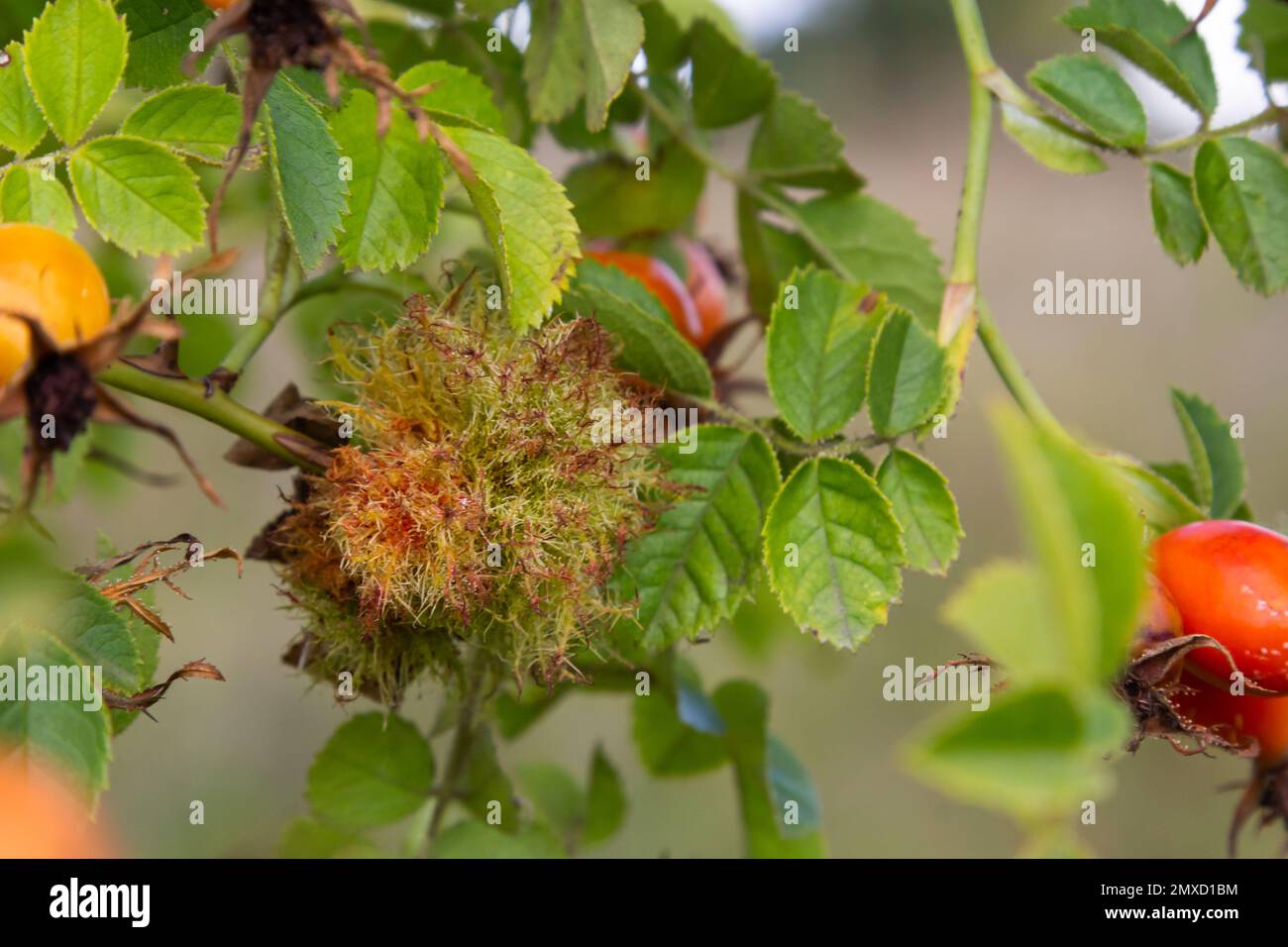 Rose bedeguar gall, caused by the gall wasp Diplolepis rosae, on a ...