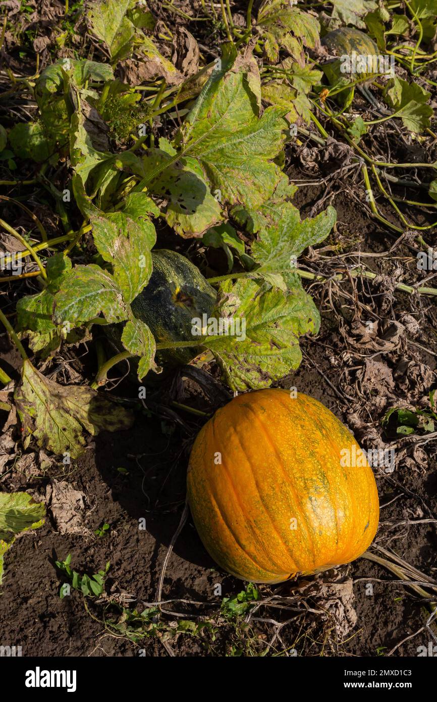 Buttercup squash - green sweet pumpkin in the garden, farm. Pumpkin ...