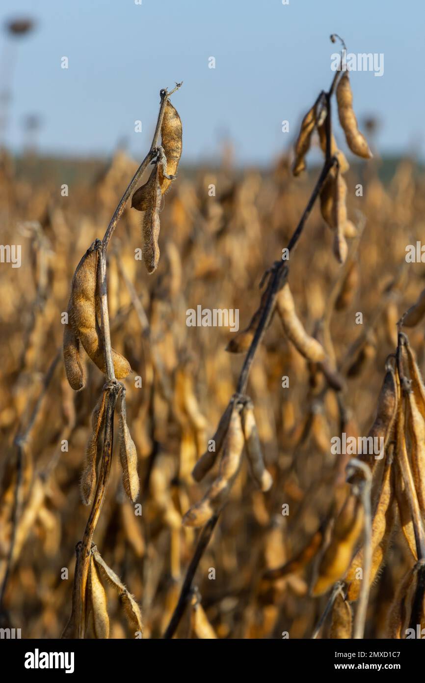 Soybean fields. Ripe golden-yellow soybean pods at sunset. Soybean ...