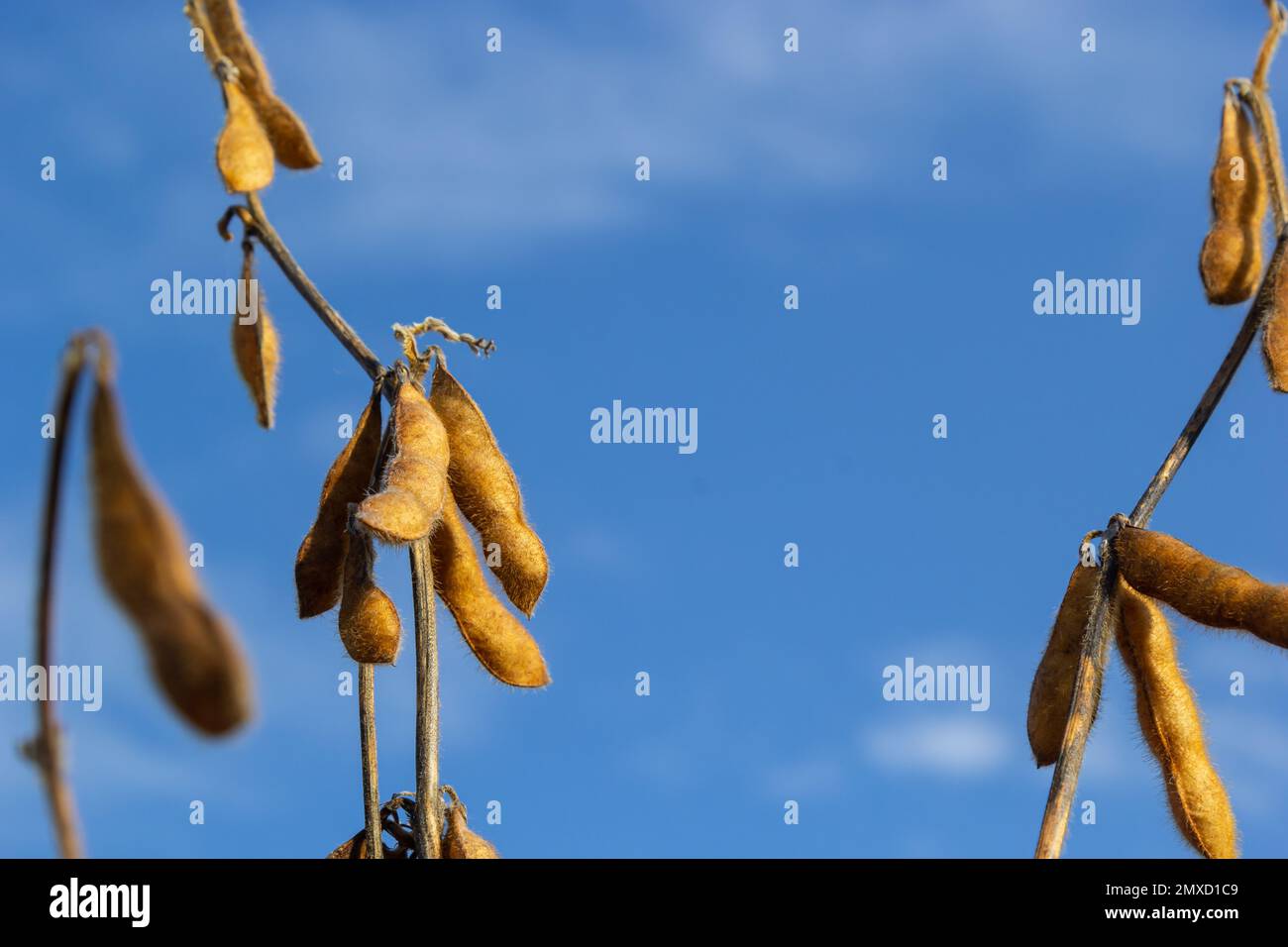 Soybean fields. Ripe golden-yellow soybean pods at sunset. Soybean ...