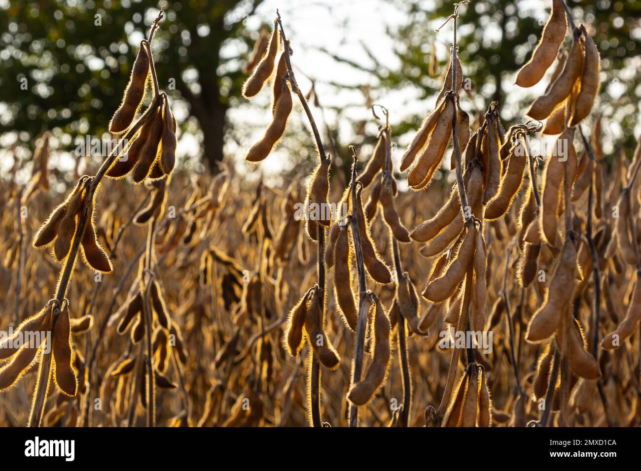 Soybeans pod macro. Harvest of soy beans - agriculture legumes plant ...