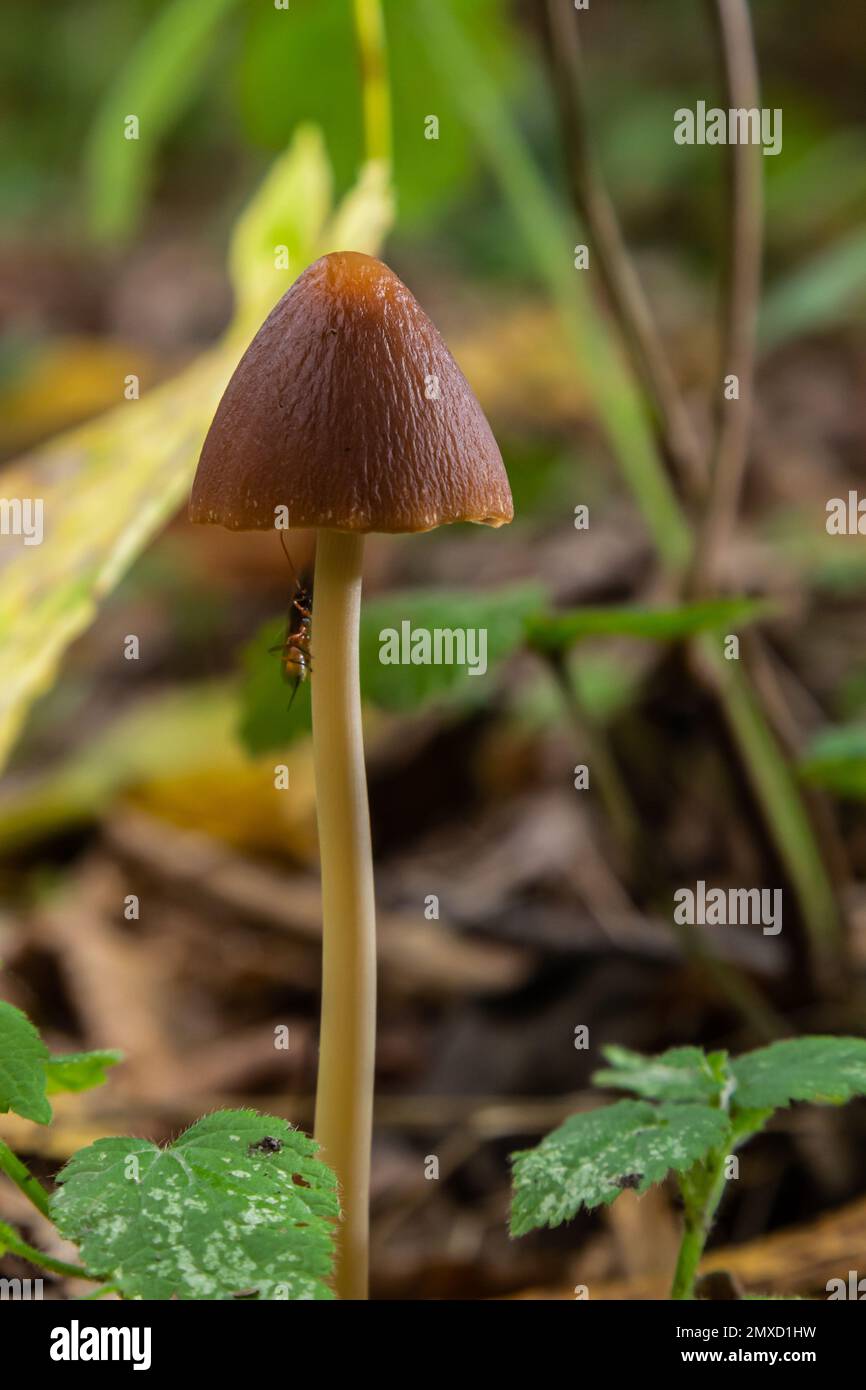 Mushroom types hi-res stock photography and images - Alamy