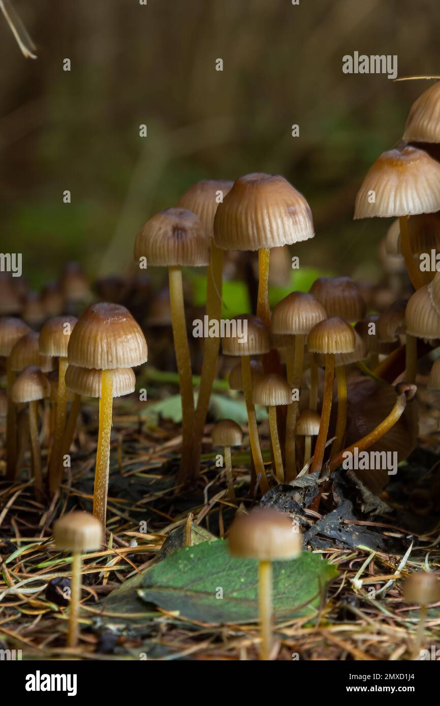 Clustered Bonnet Mycena inclinata growing on a mossy stump Stock Photo ...