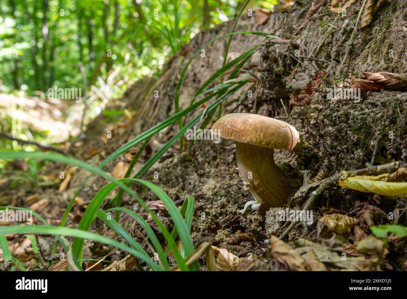 Penny bun fungus Boletus edulis growing in the forest Stock Photo - Alamy