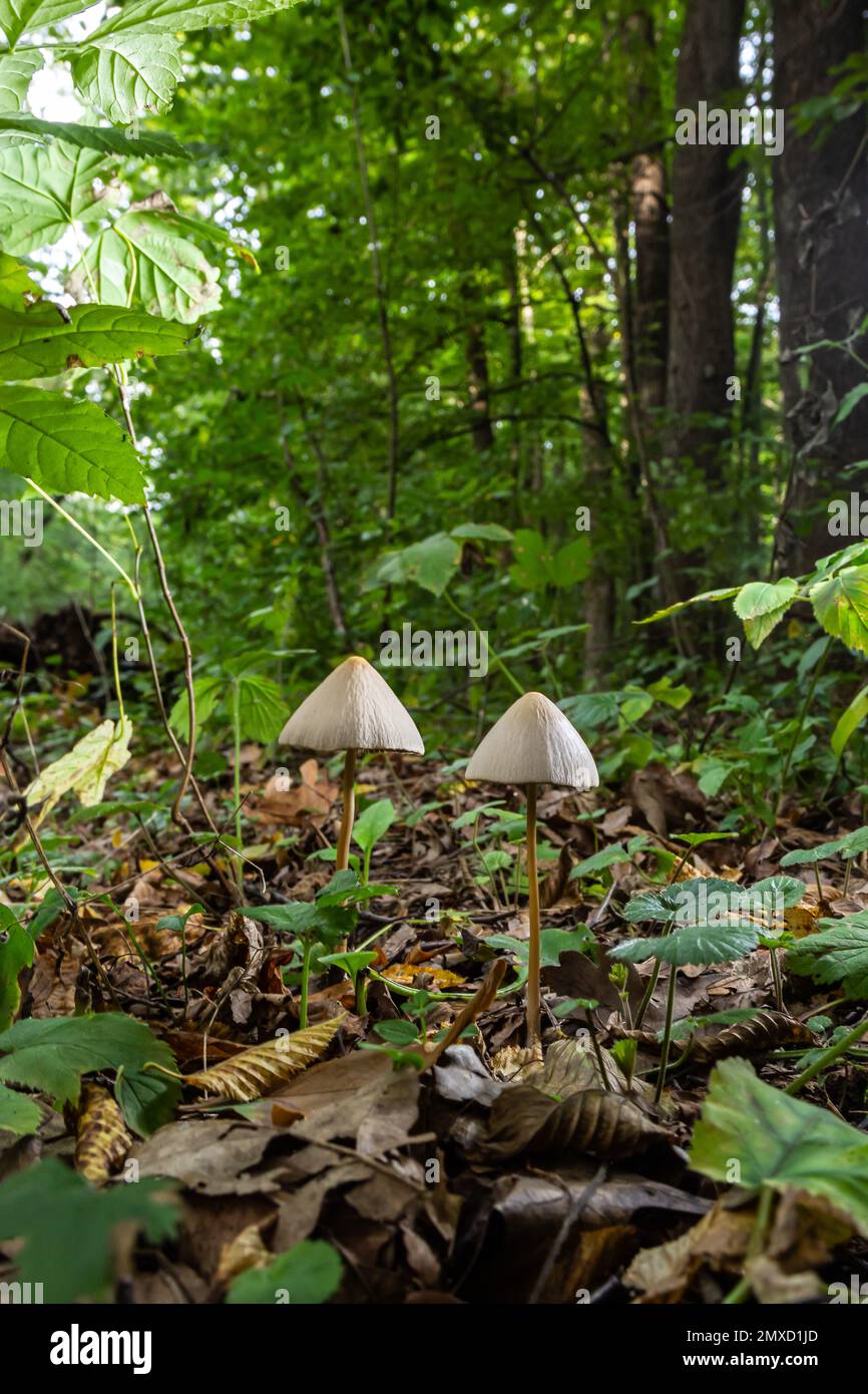 A Macro image close up of a conecap mushroom or latin name Genus ...