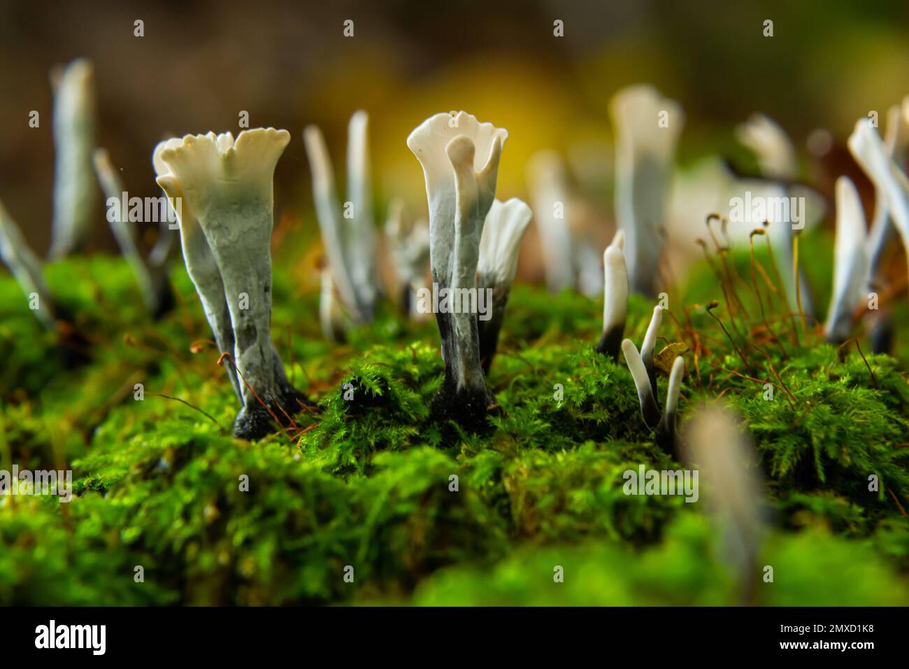 Xylaria hypoxylon is a species of fungus in the genus Xylaria. Xylaria ...