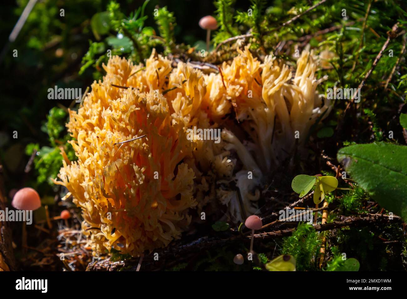 Closeup of Ramaria Flava, yellow coral mushrooms growing in the forest ...