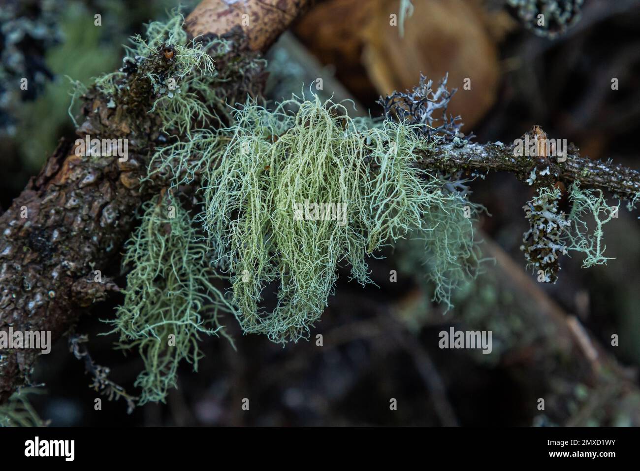 Usnea barbata ,old man's beard, or beard lichen growing naturally on ...