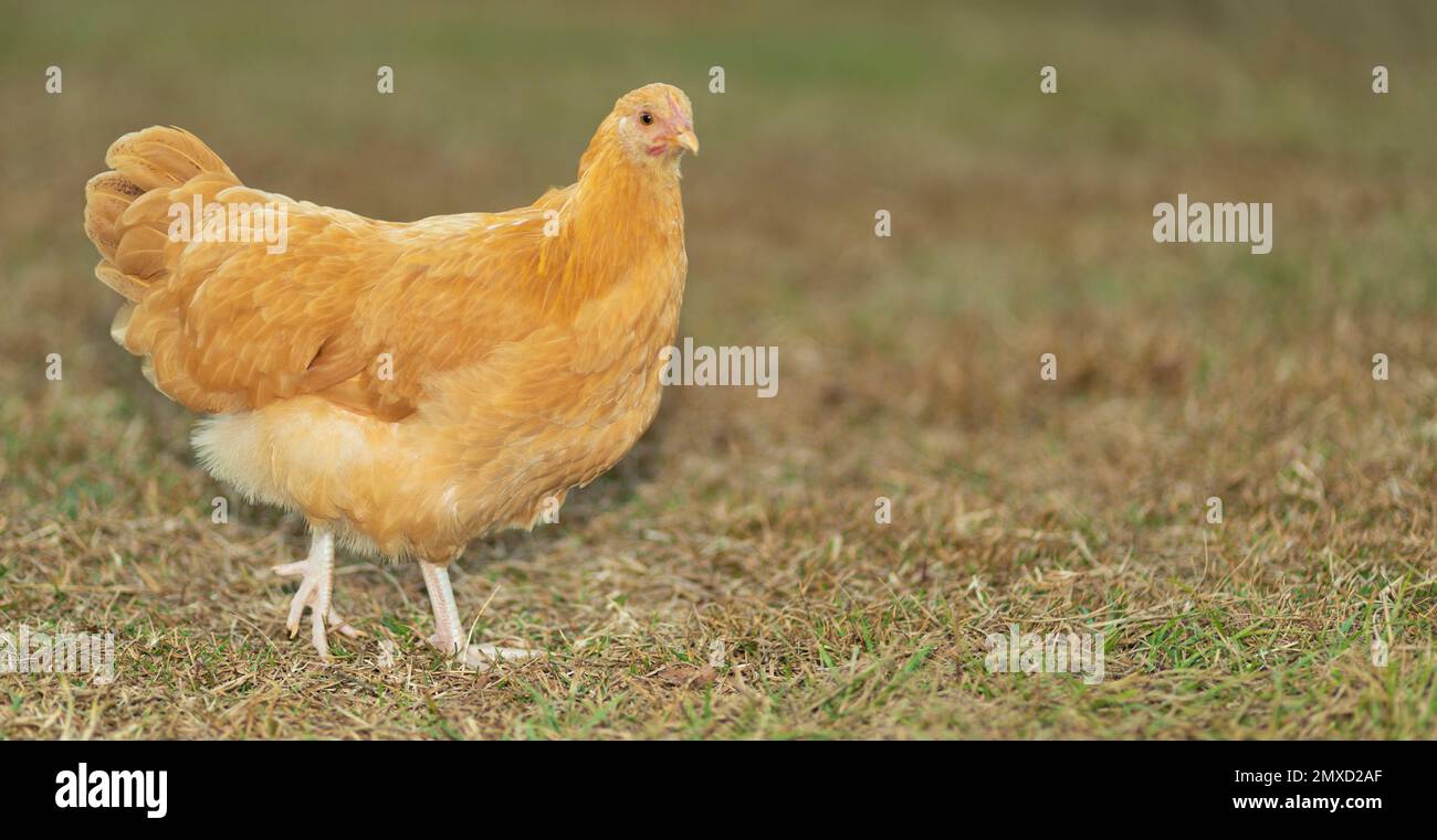 Golden hen hi-res stock photography and images - Alamy