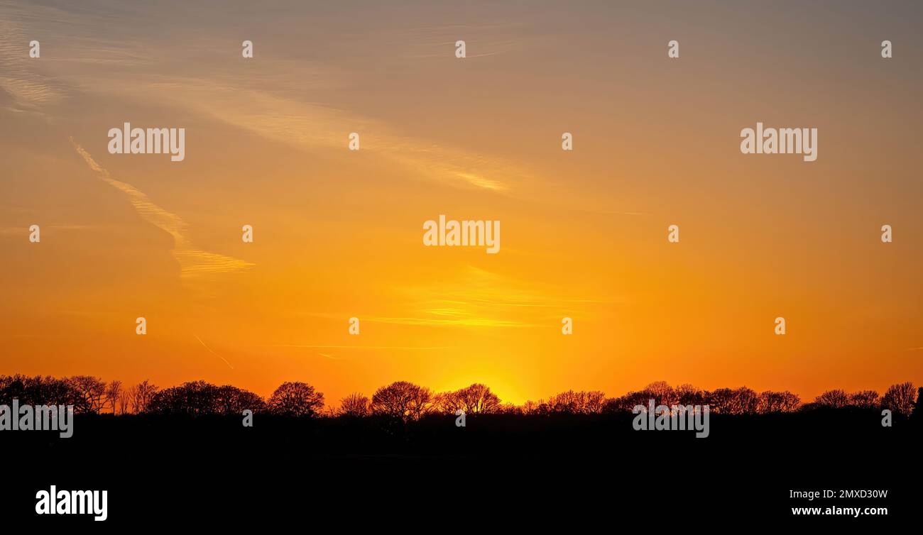 A scenic sunset over the leafless trees in a forest, cool for ...