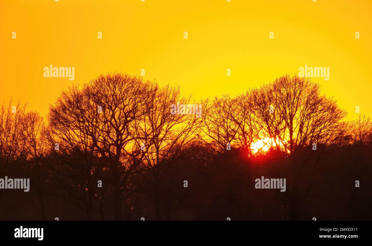 A scenic sunset over the leafless trees in a forest, cool for ...