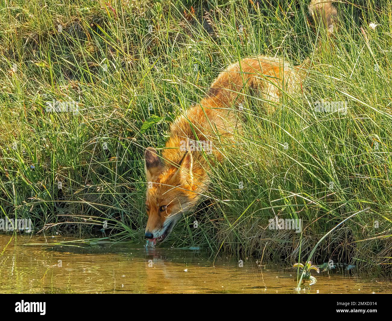 Fox drinking from pond hi-res stock photography and images - Alamy
