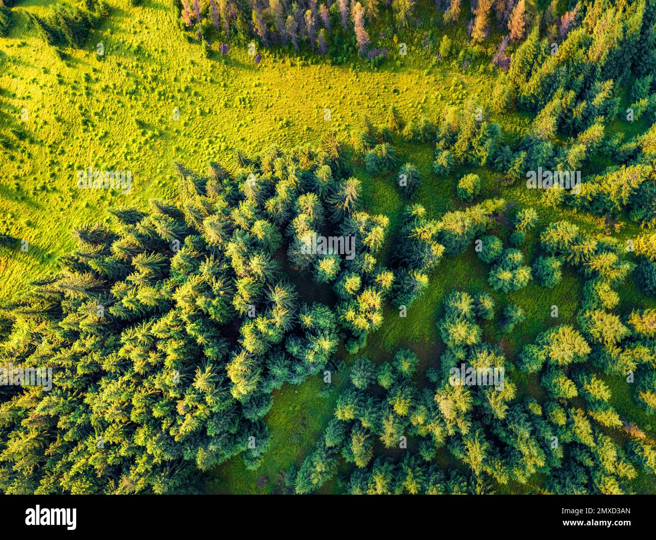 Aerial landscape photography. Straight down view of the mountain forest ...