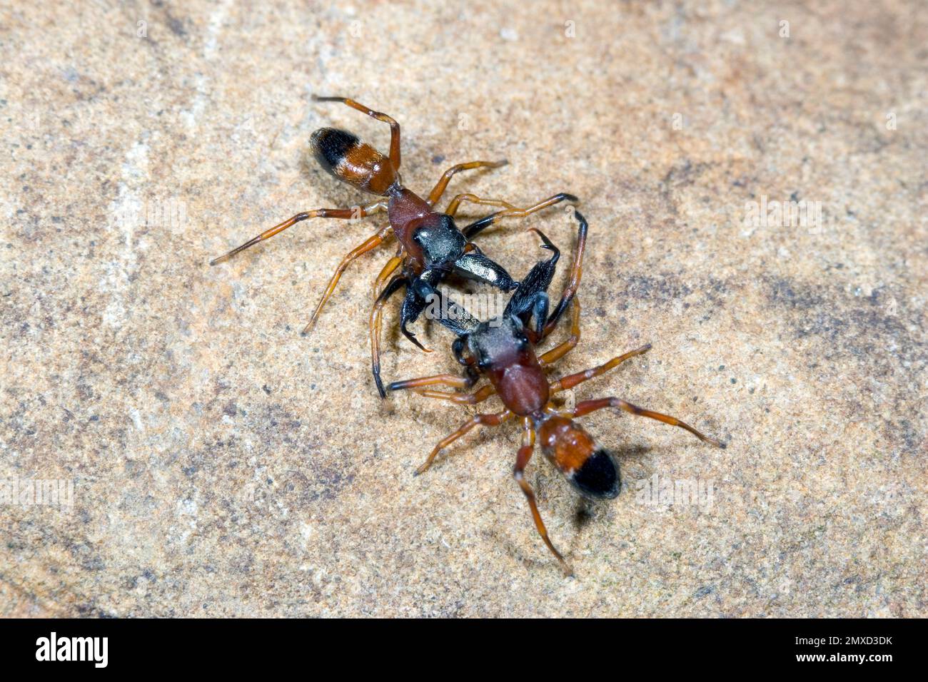 Ant mimic jumping spider, Ant spider (Myrmarachne formicaria), two males in the comment fighting ...