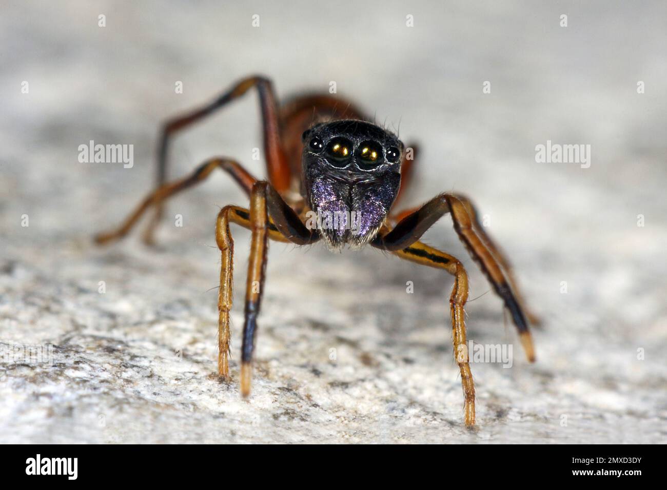 Ant mimic jumping spider, Ant spider (Myrmarachne formicaria), female ...