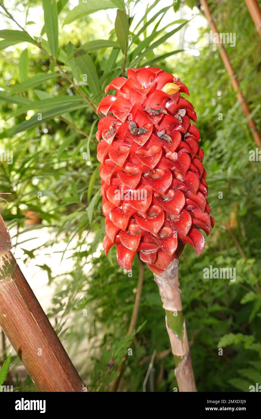 indonesian wax ginger, pineapple ginger, malaysian spiral ginger ...