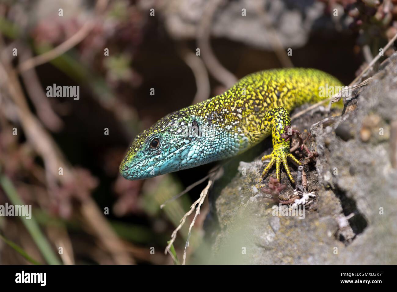 Eastern Green Lizard, European green lizard, Emerald lizard (Lacerta ...