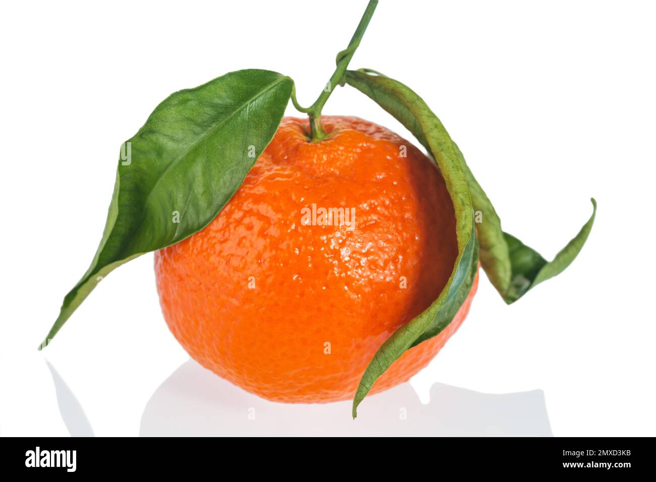 orange (Citrus sinensis), orange with leaves, side view Stock Photo - Alamy