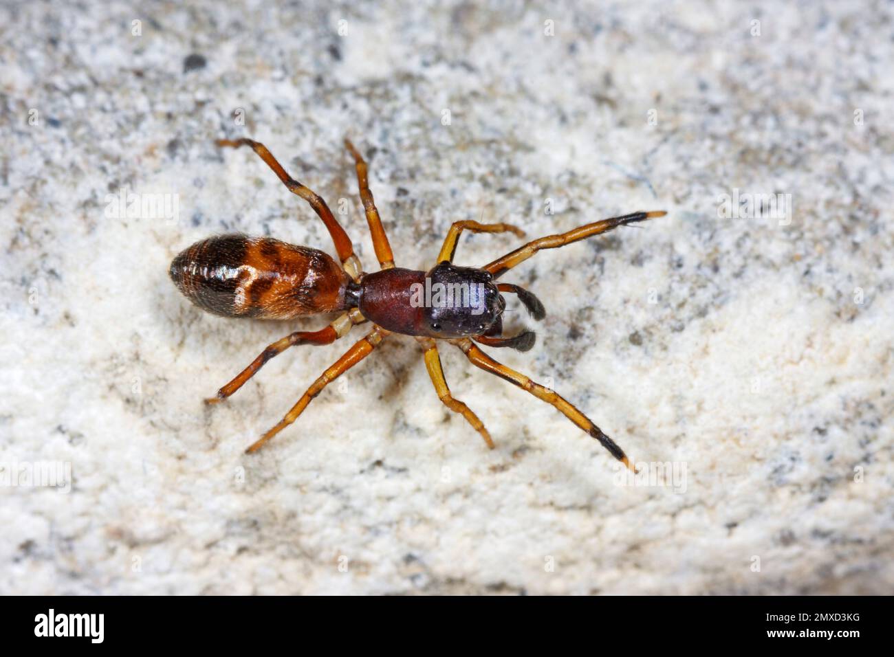 Ant mimic jumping spider, Ant spider (Myrmarachne formicaria), female ...