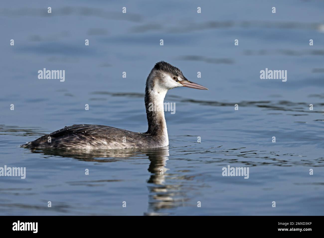 great crested grebe (Podiceps cristatus), swimming, in eclipse plumage ...