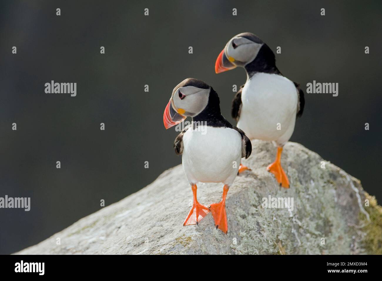 Atlantic puffin, Common puffin (Fratercula arctica), two puffins ...