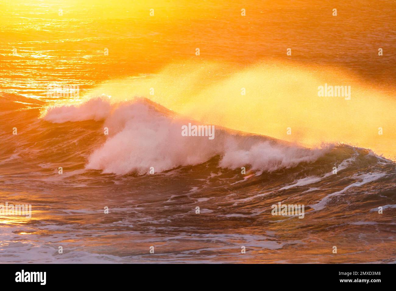 big wave breaking in golden evening light on the open sea on the norht ...