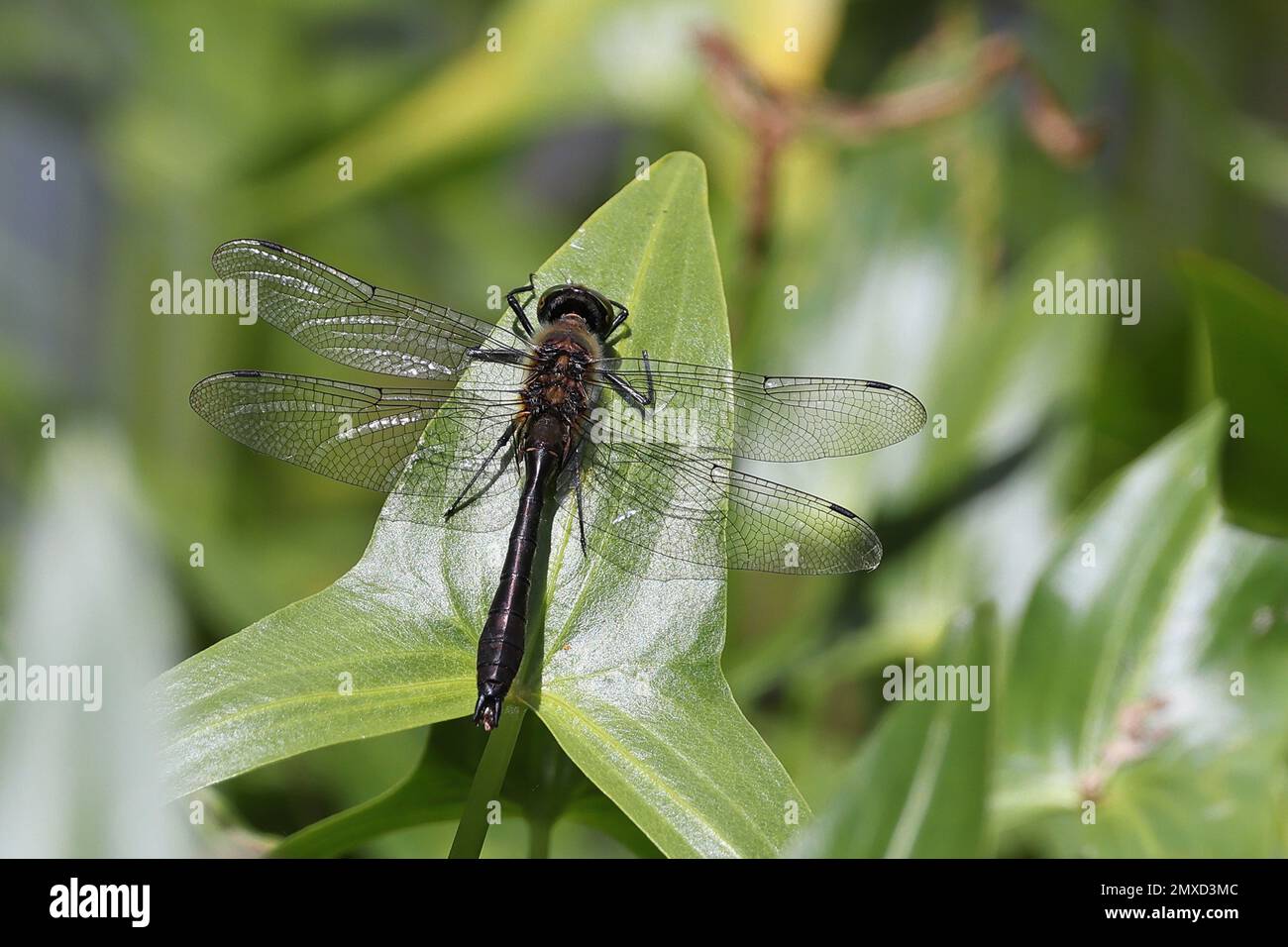 downy emerald (Cordulia aenea), male sitting on arrowhead, Netherlands ...