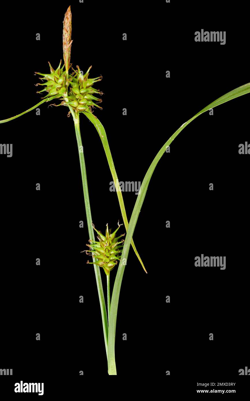 large yellow-sedge (Carex flava), spiklets against black backlight ...